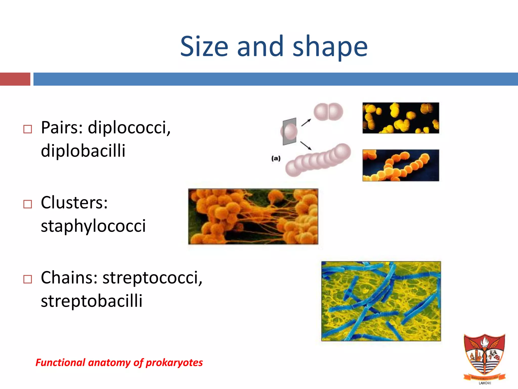 functional anatomy of prokaryotes and eukaryotes | PDF