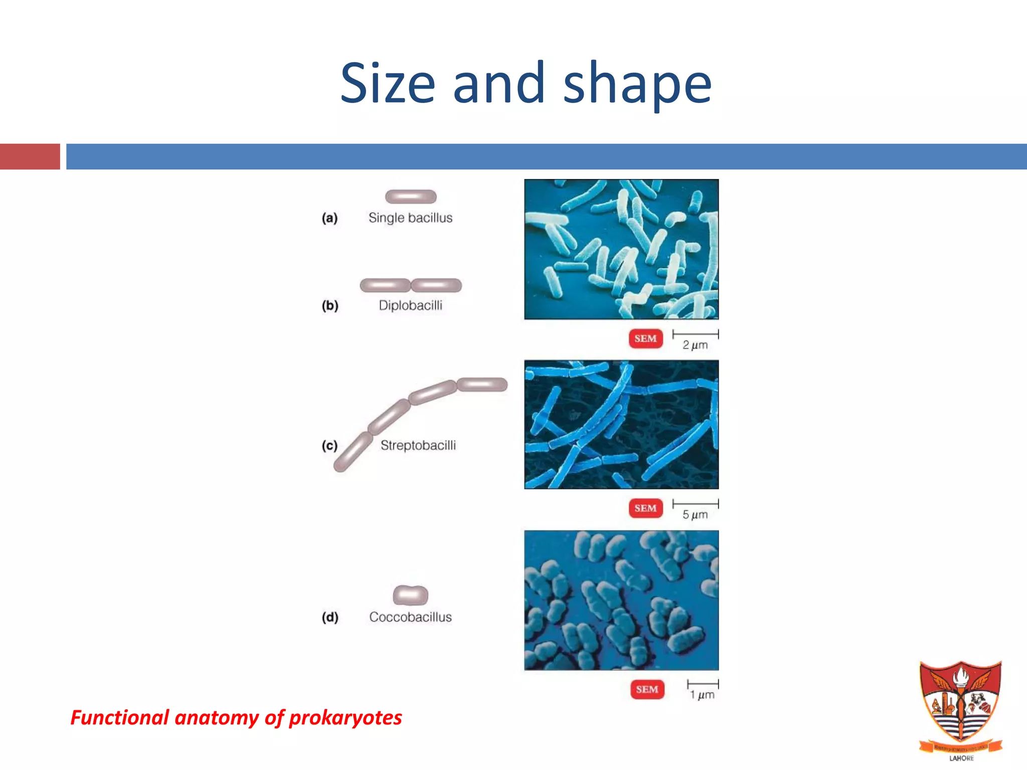 functional anatomy of prokaryotes and eukaryotes | PDF