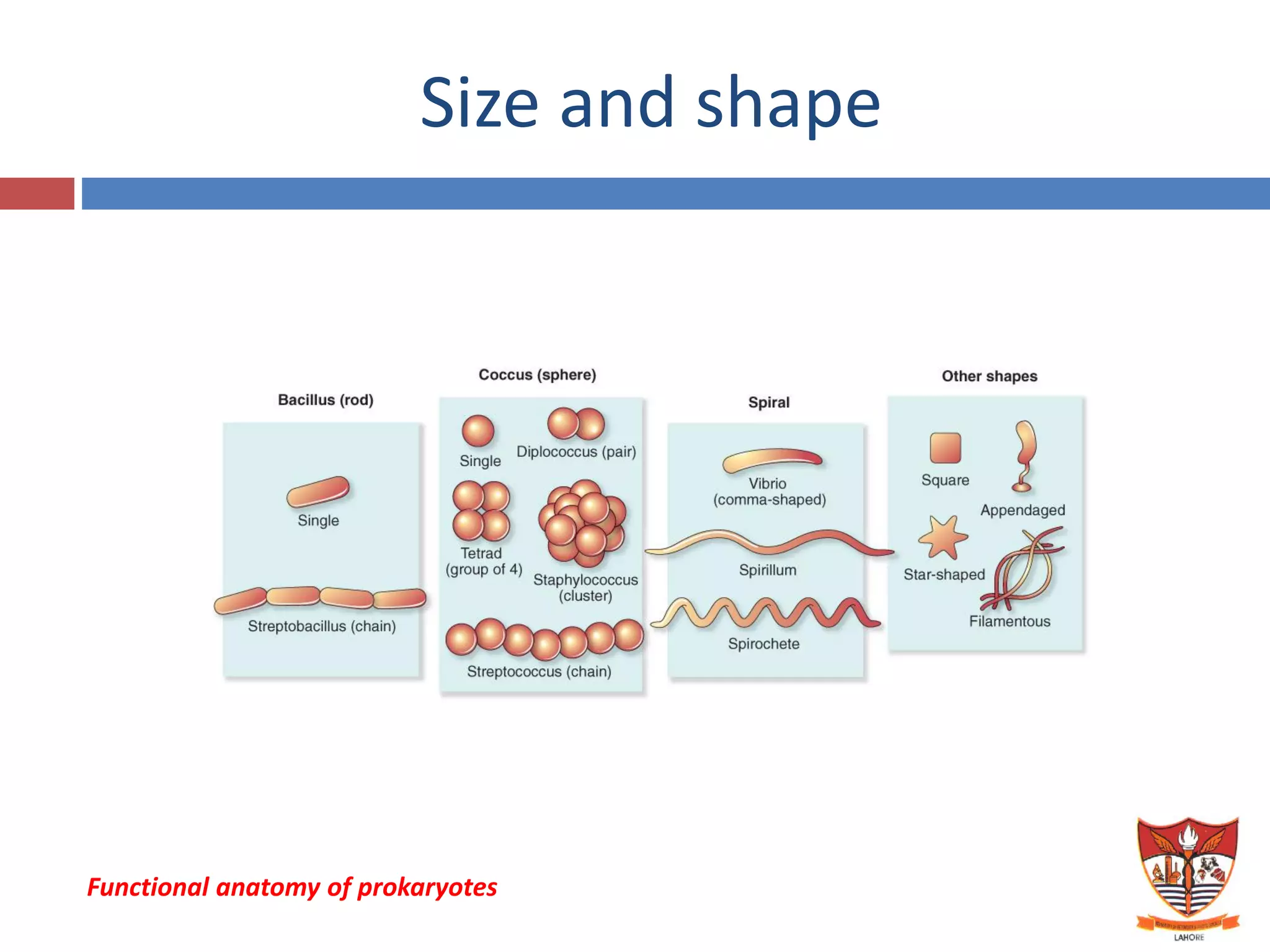 functional anatomy of prokaryotes and eukaryotes | PDF