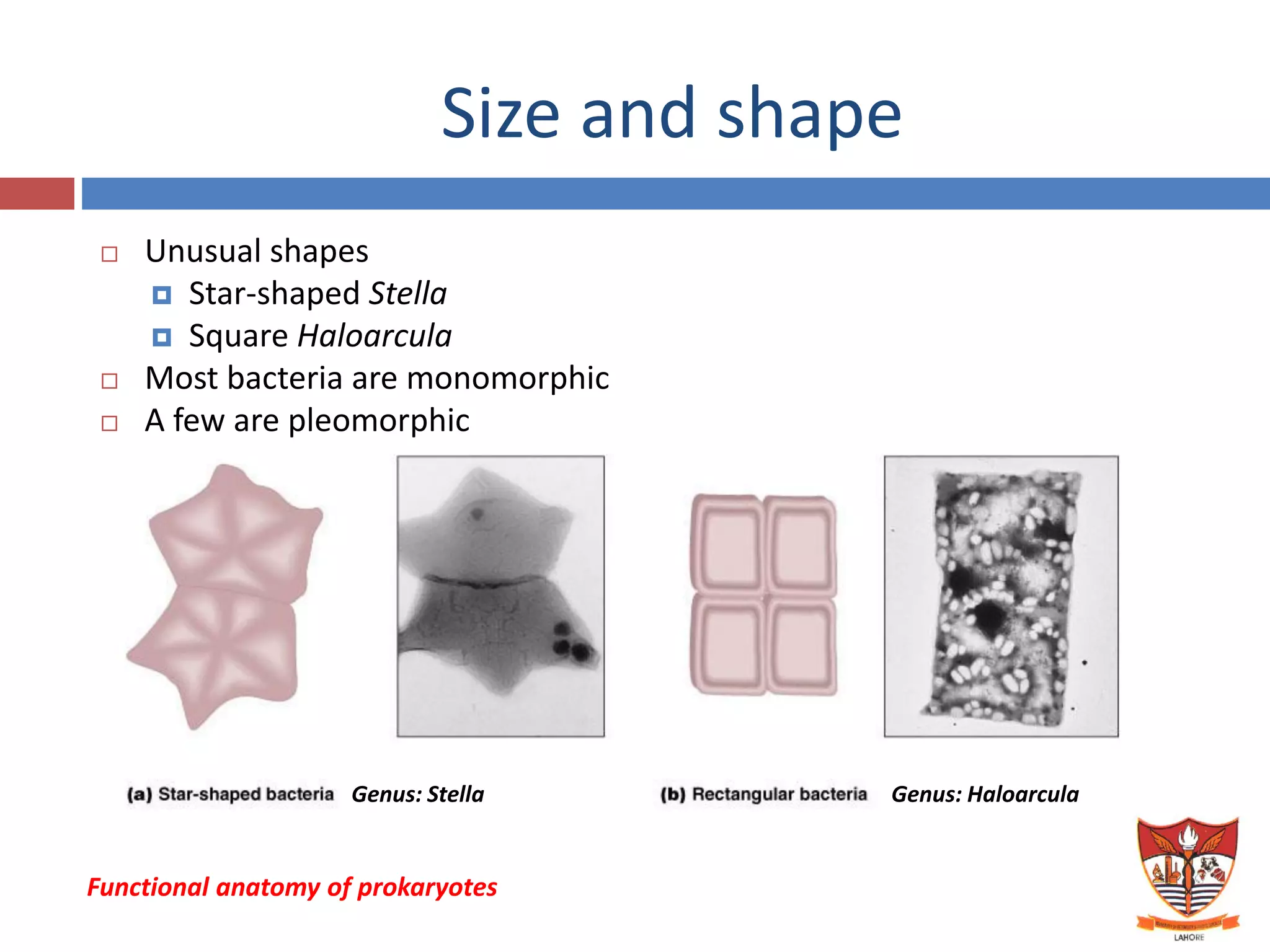 functional anatomy of prokaryotes and eukaryotes | PDF