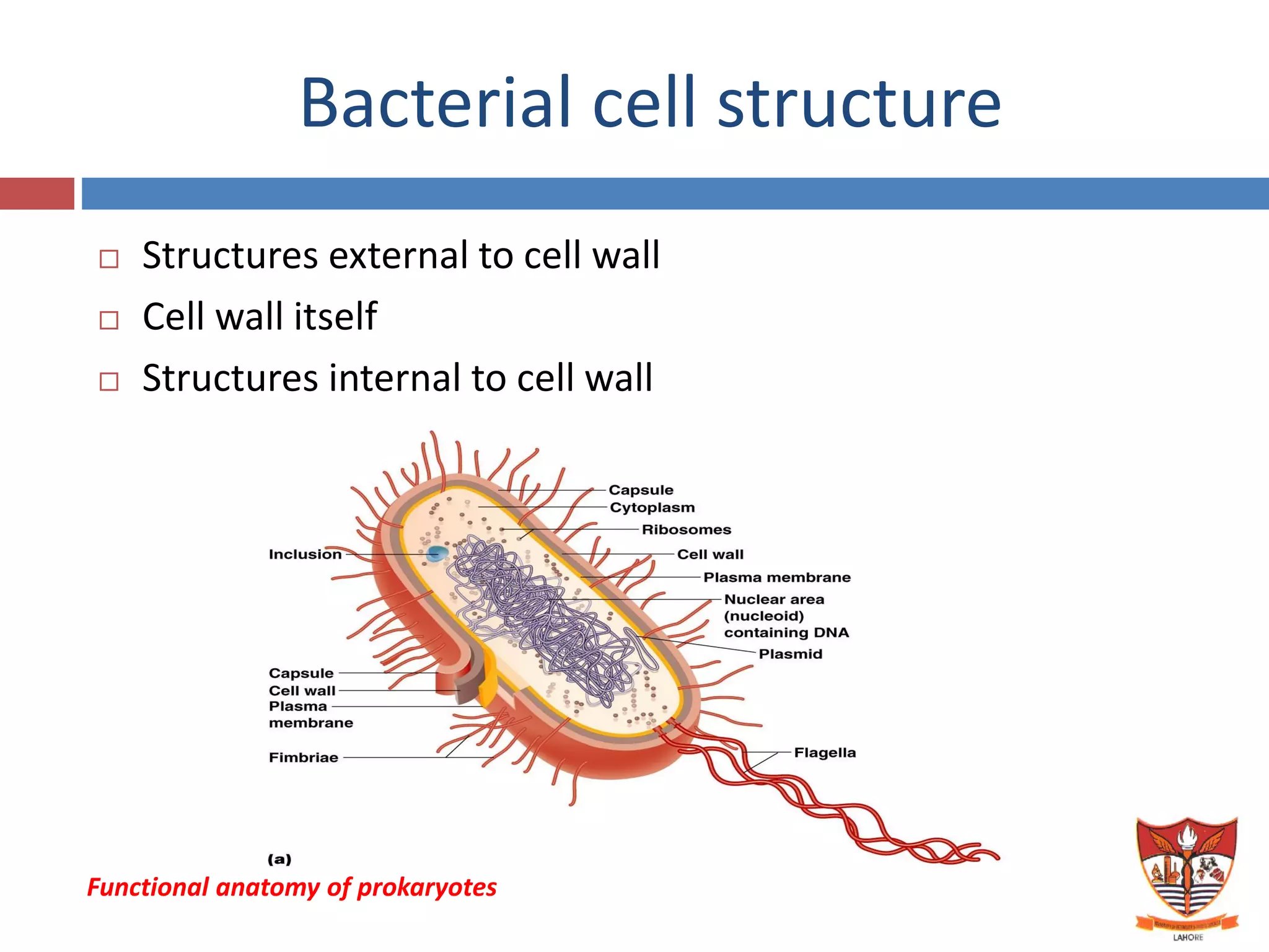 functional anatomy of prokaryotes and eukaryotes | PDF