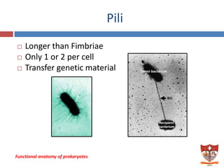 functional anatomy of prokaryotes and eukaryotes | PDF