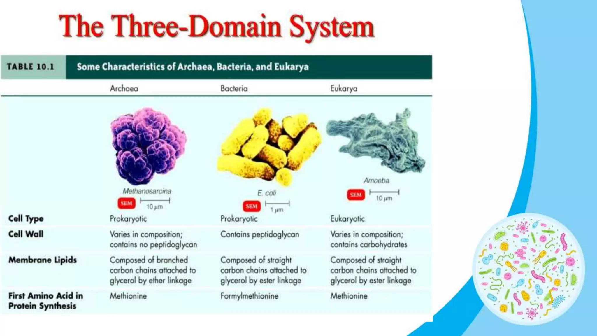 Nomenclature and classification of microorganisms - 2021 | PPTX