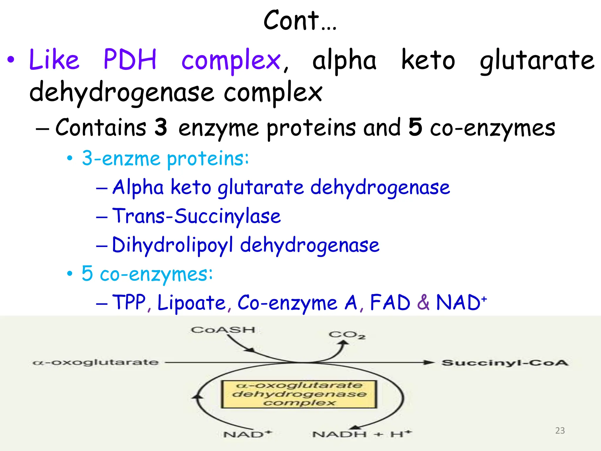Lecture-3 on CHO Metabolism.pdf | Chemistry | Science