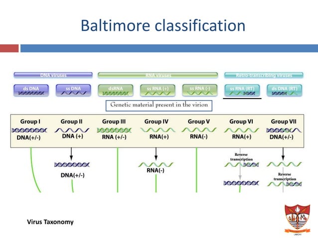 virus taxonomy and classification | PDF | Biological Sciences | Science