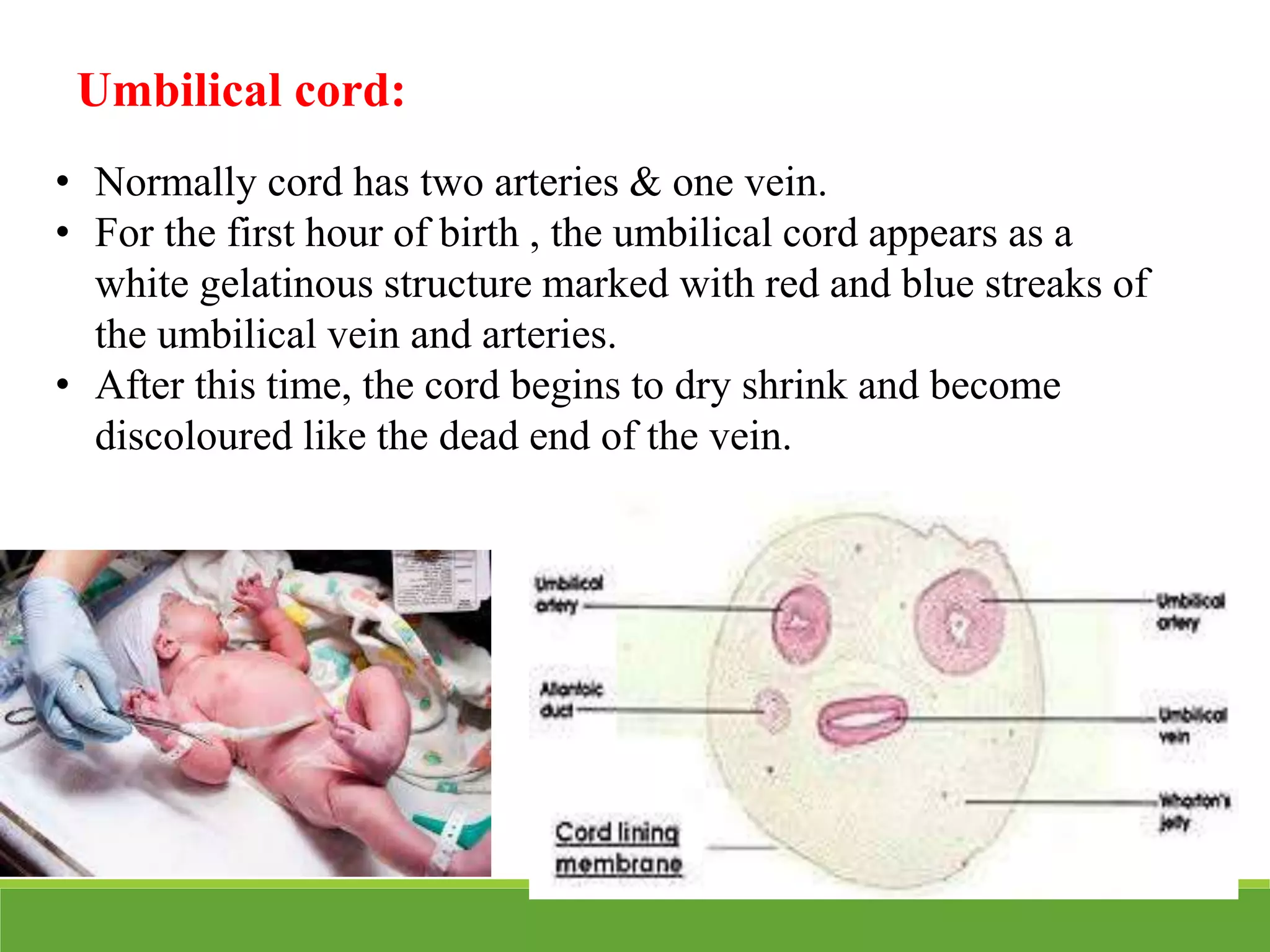 Lecture 4. Normal Newborn | PPTX | Pregnancy | Reproductive Health