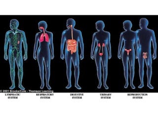Lecture-4. Organization of the human body | PPT