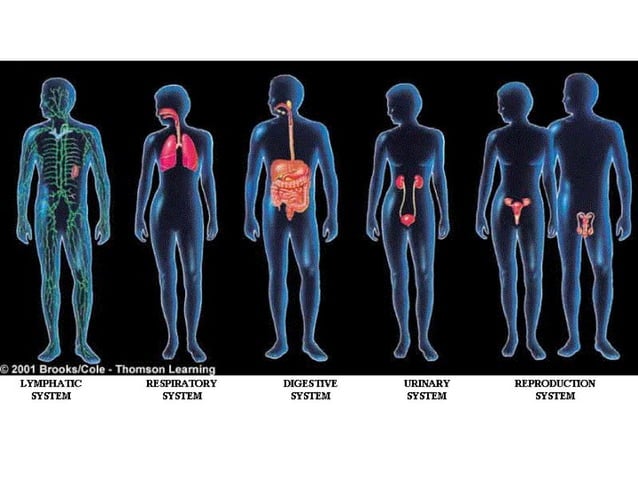 Lecture-4. Organization of the human body | PPT