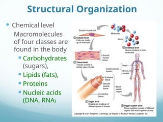 Lecture-4. Organization of the human body | PPT