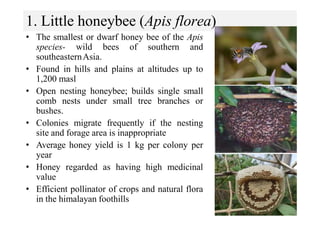 Species of Honeybee | PPTX