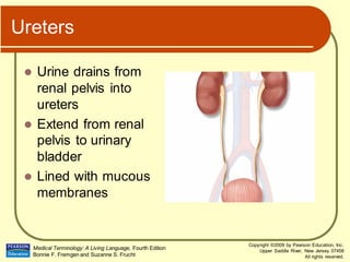 Lecture-4-Urinary system (1).pdf