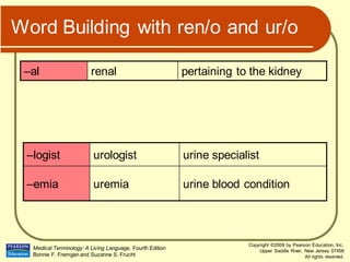 Lecture-4-Urinary system (1).pdf