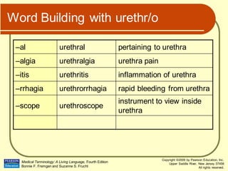 Lecture-4-Urinary system (1).pdf