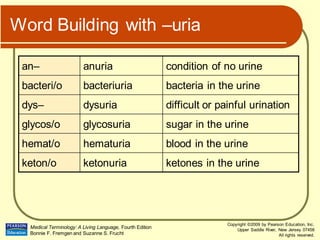 Lecture-4-Urinary system (1).pdf