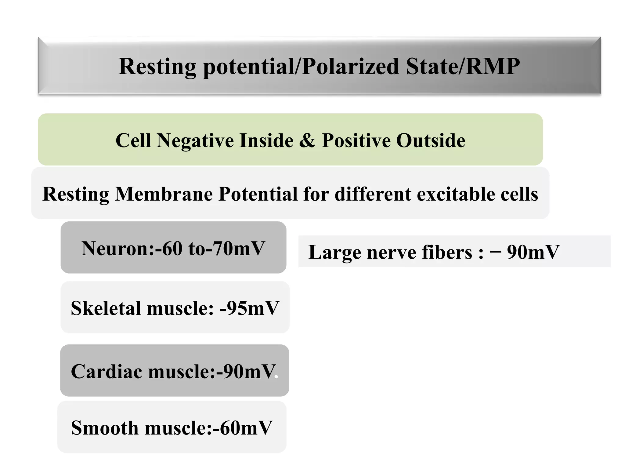 Lecture 40 resting membrane potential | PDF
