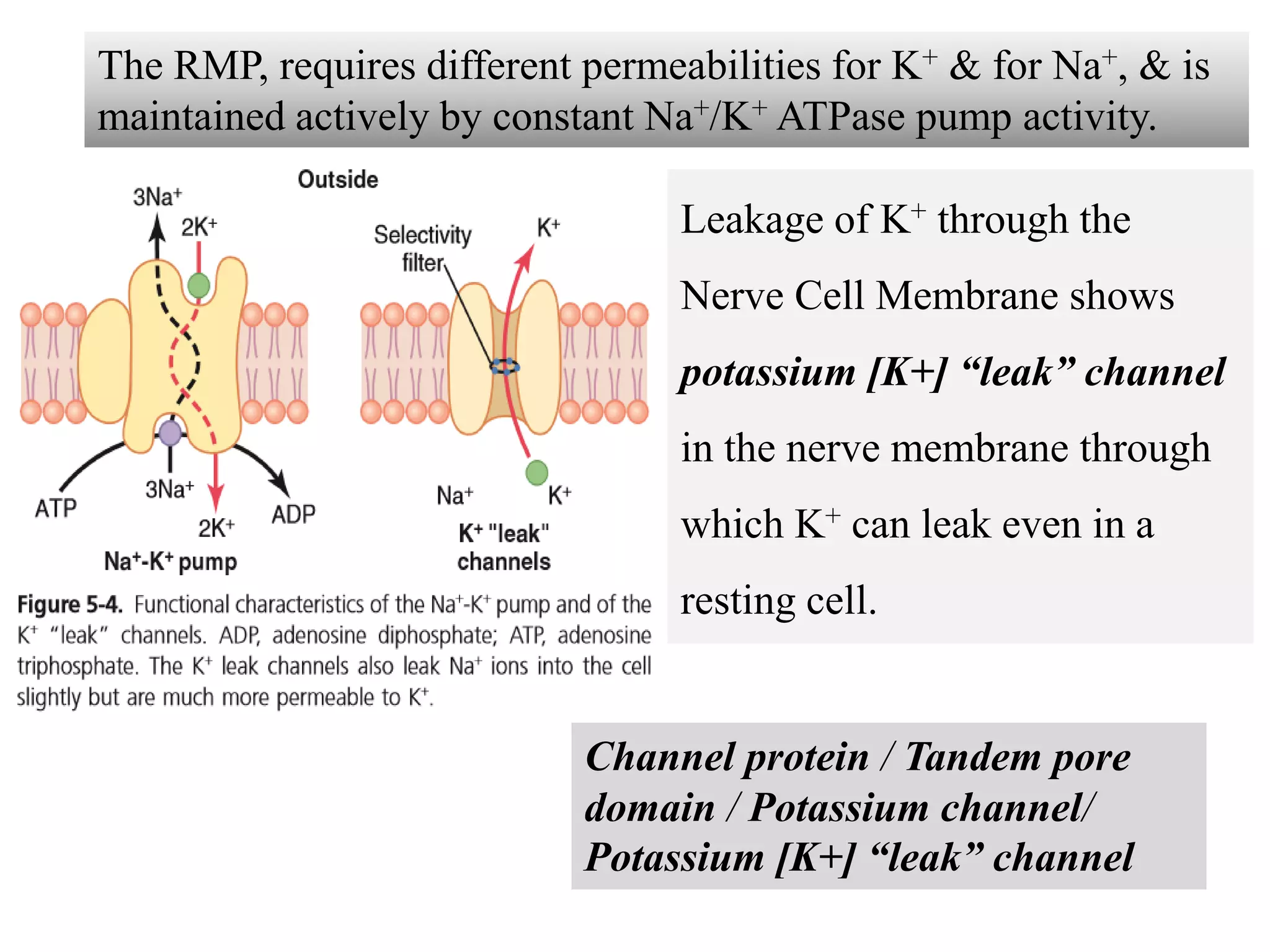 Lecture 40 resting membrane potential | PDF