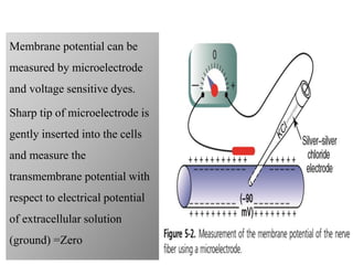 Lecture 40 resting membrane potential | PDF