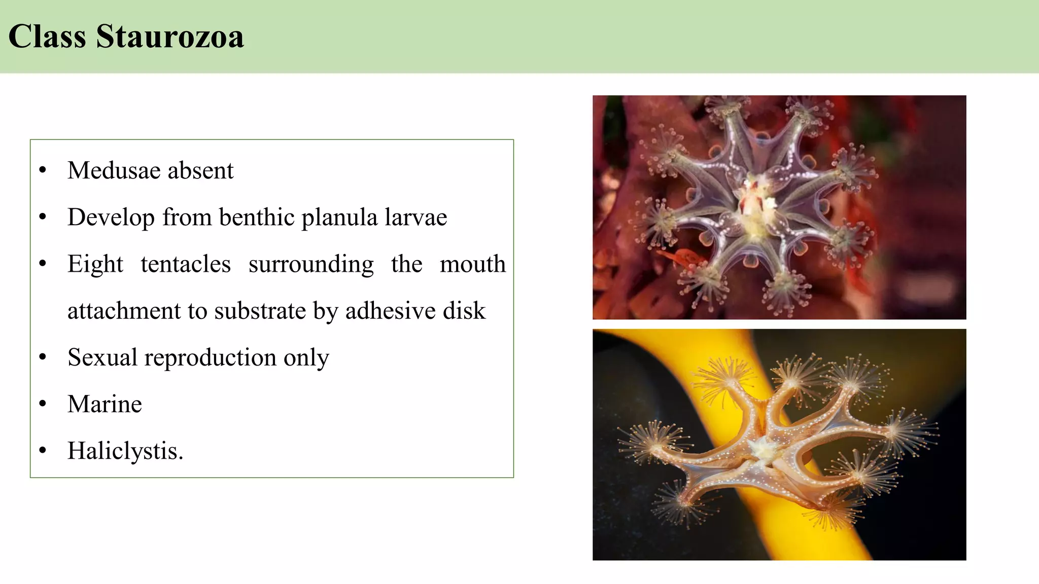 Lecture 4 coelentrates and cnidarians | PDF