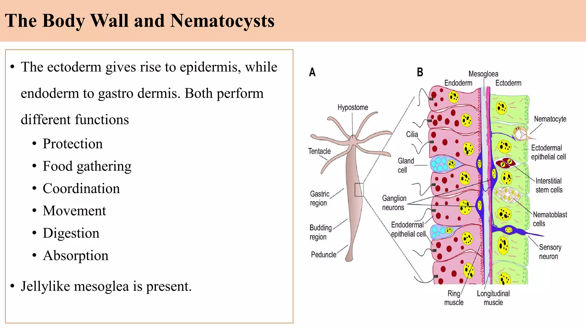 Lecture 4 coelentrates and cnidarians | PDF