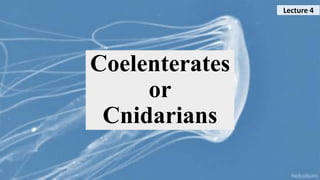 Lecture 4 coelentrates and cnidarians | PDF