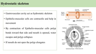 Lecture 4 coelentrates and cnidarians | PDF