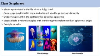 Lecture 4 coelentrates and cnidarians | PDF
