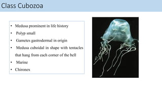 Lecture 4 coelentrates and cnidarians | PDF