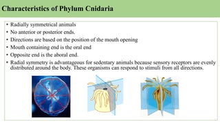 Lecture 4 coelentrates and cnidarians | PDF