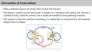 Lecture 4 coelentrates and cnidarians | PDF