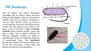 General and Cellular Morphology | PPT