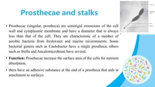 General and Cellular Morphology | PPT