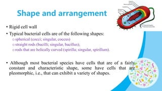 General and Cellular Morphology | PPT