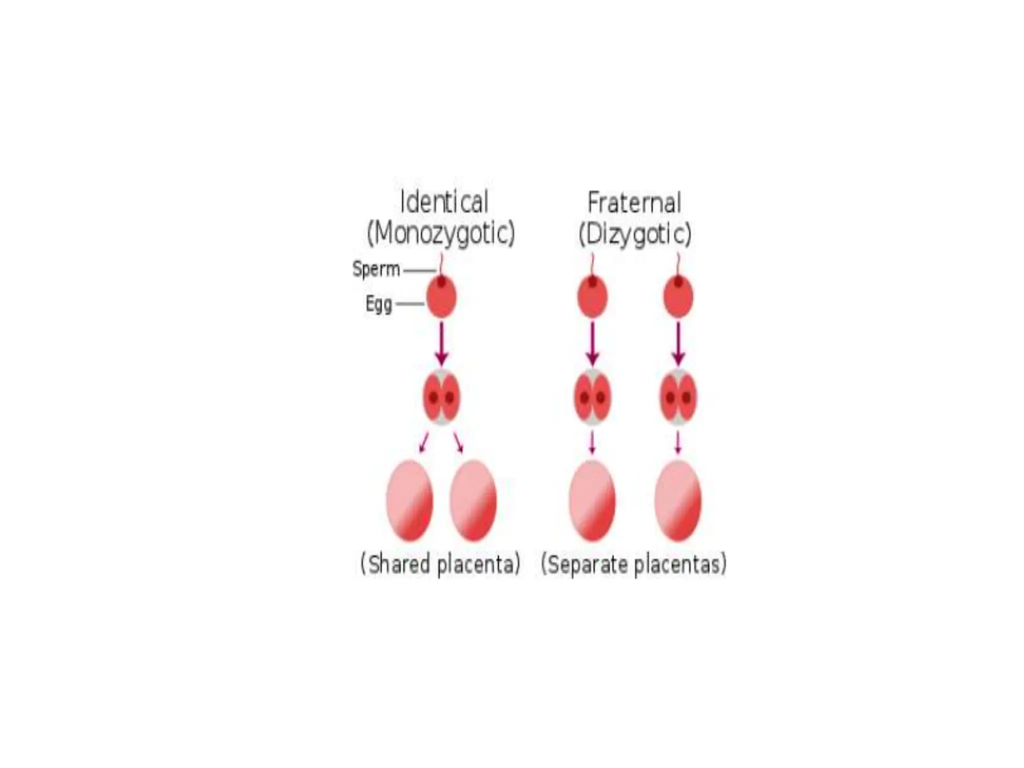 Lecture - 5- gametogenesis and syngamy in plants | PPT | Infertility ...