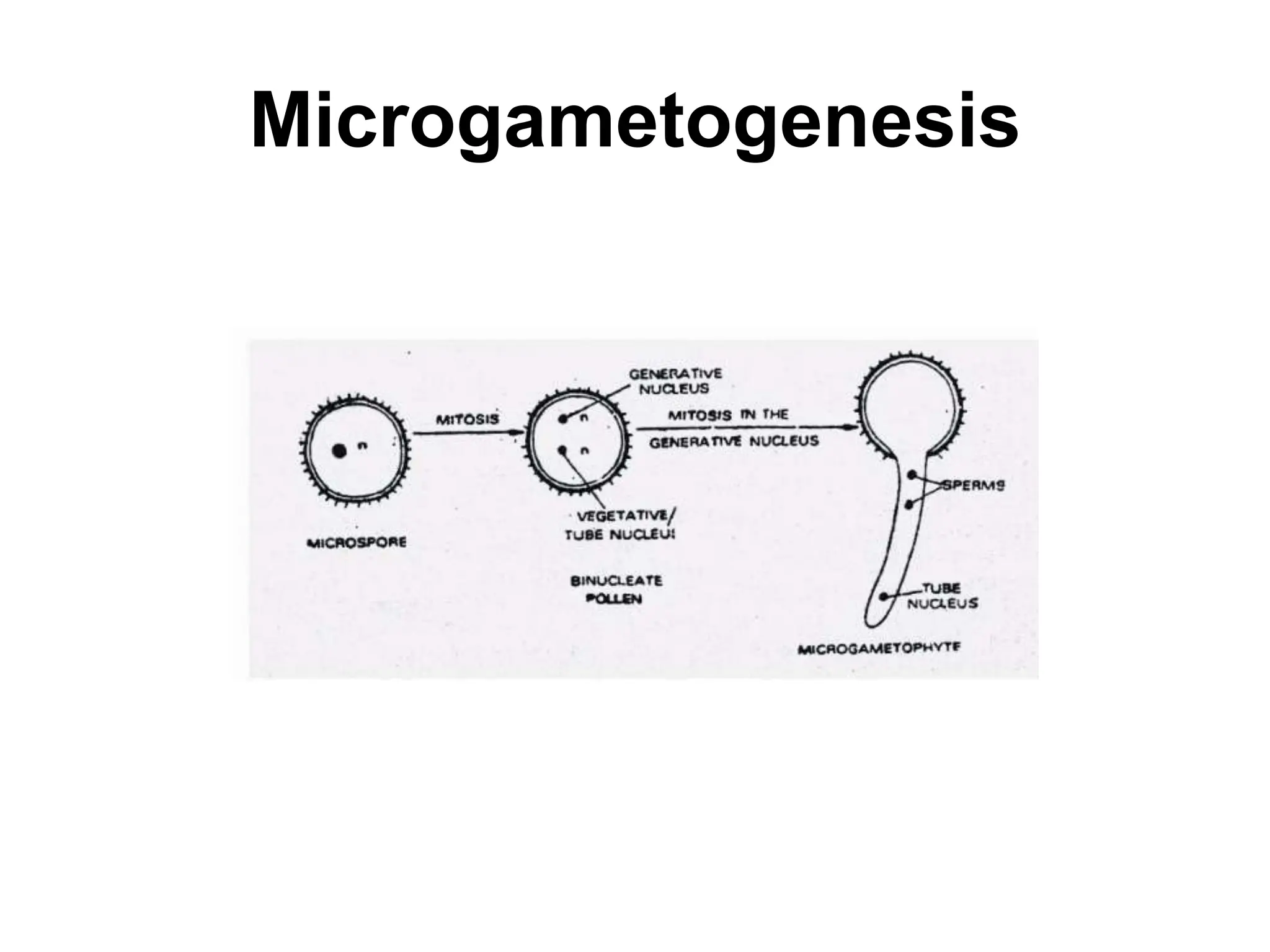 Lecture - 5- gametogenesis and syngamy in plants | PPT