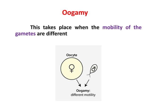 Lecture - 5- gametogenesis and syngamy in plants | PPT Lecture - 5- gametogenesis and syngamy in plants | PPT