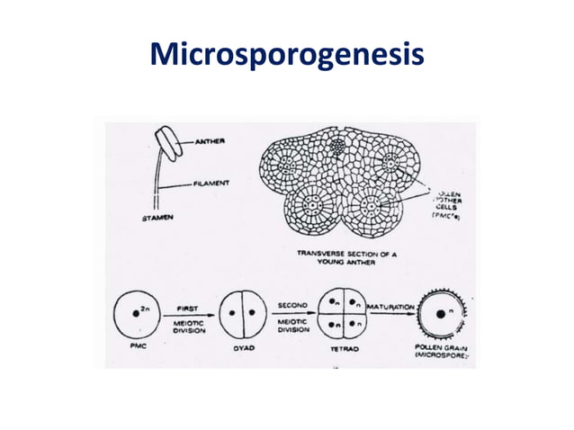 Lecture - 5- gametogenesis and syngamy in plants | PPT Lecture - 5- gametogenesis and syngamy in plants | PPT