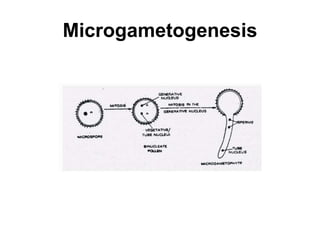 Lecture - 5- gametogenesis and syngamy in plants | PPT