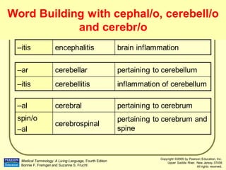 Lecture-5-Nervous system (3).pdf