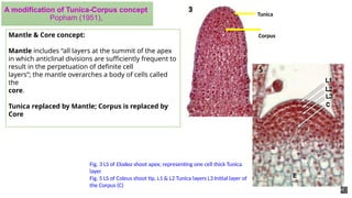 Apical Meristem in plants stem cell .pptx