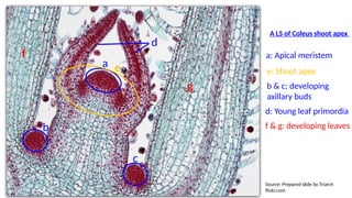 Apical Meristem in plants stem cell .pptx