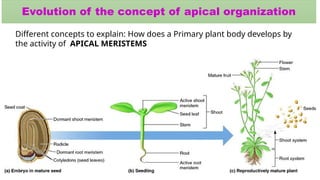 Apical Meristem in plants stem cell .pptx