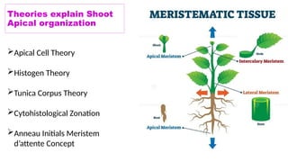 Apical Meristem in plants stem cell .pptx
