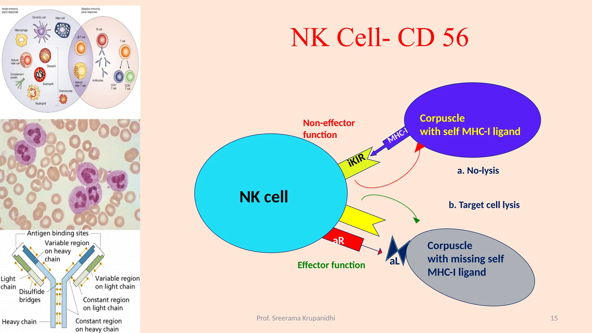 Lecture 5 Classification Attributes And Functions Of Immune Cells Ppt