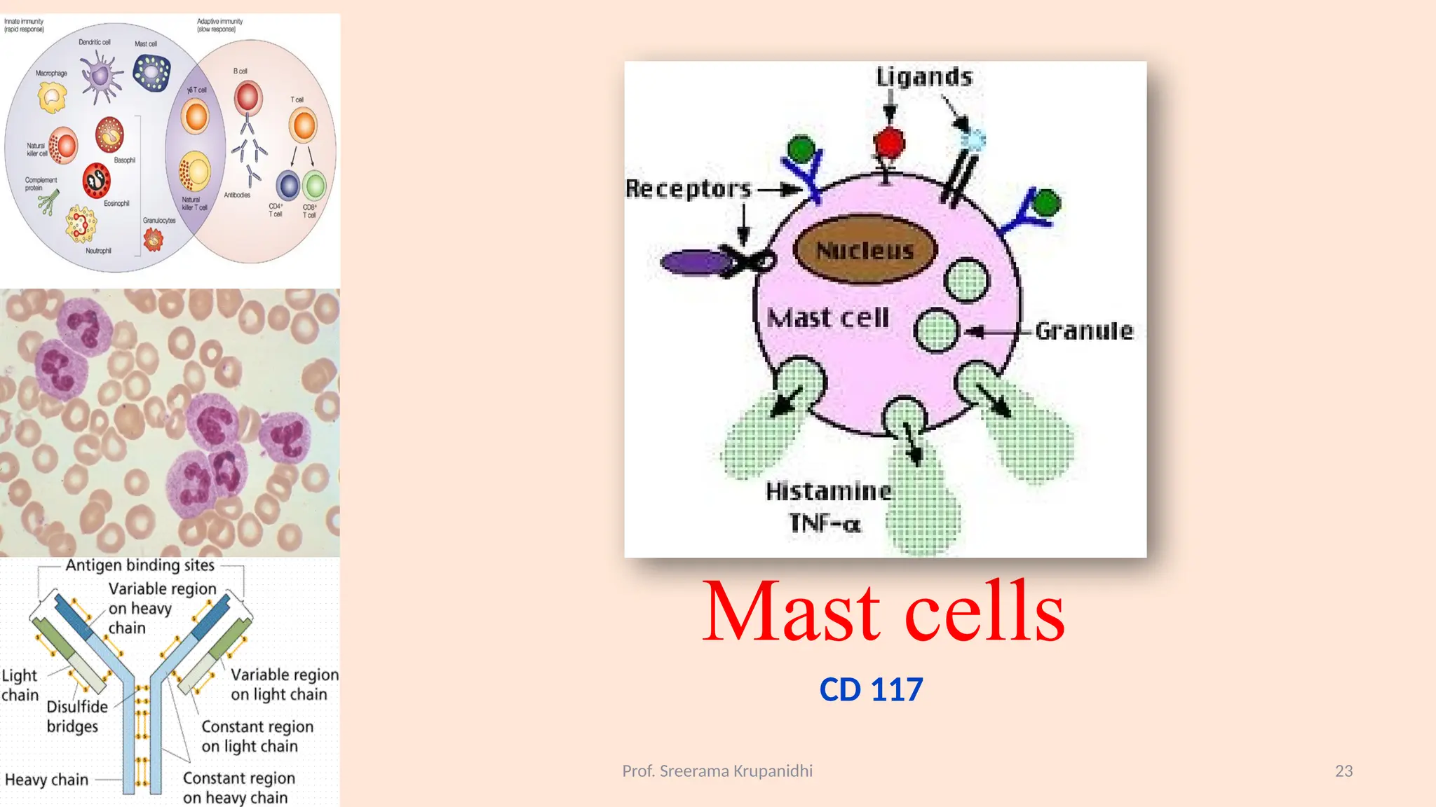 Lecture 5 Classification Attributes And Functions Of Immune Cells Ppt