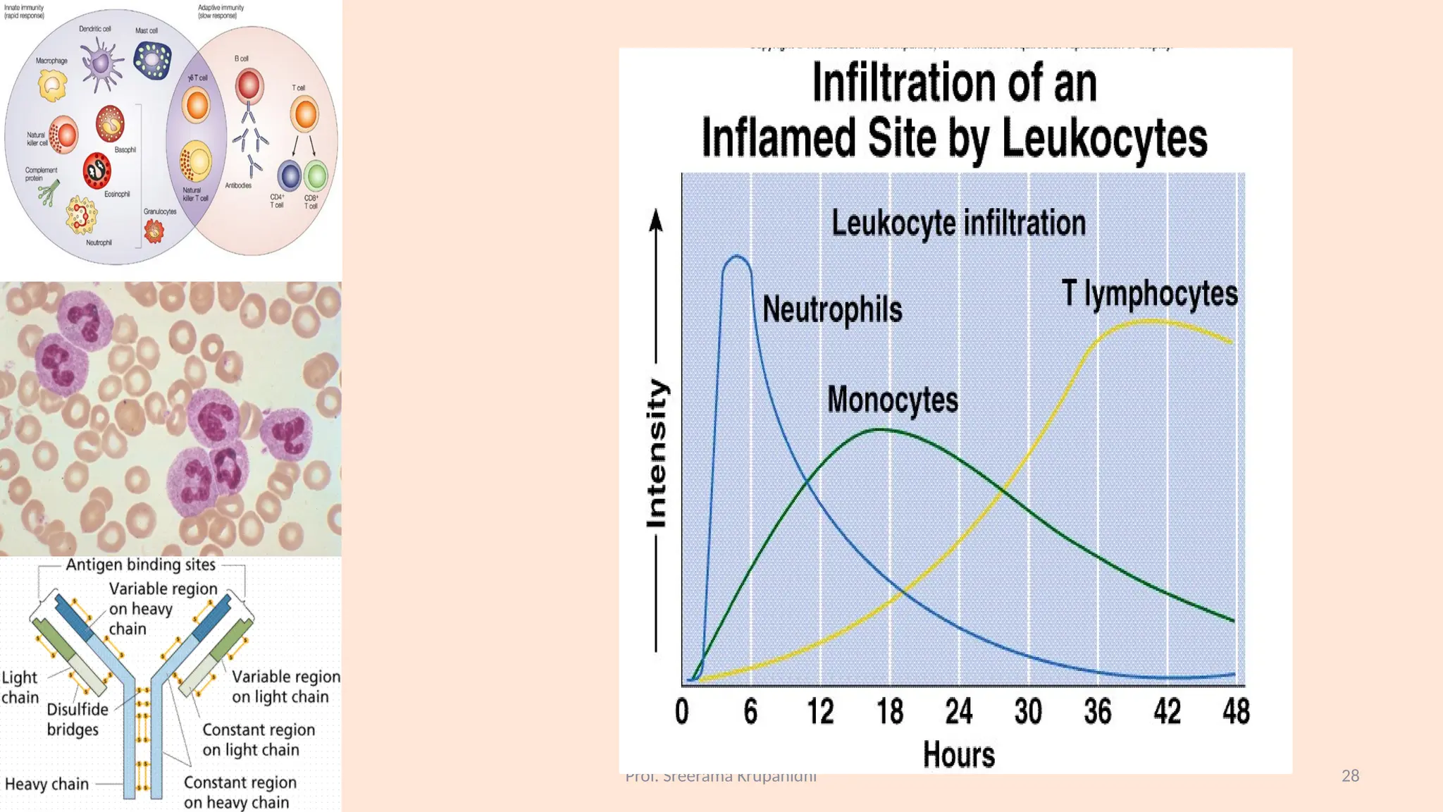 Lecture 5 Classification Attributes And Functions Of Immune Cells Ppt
