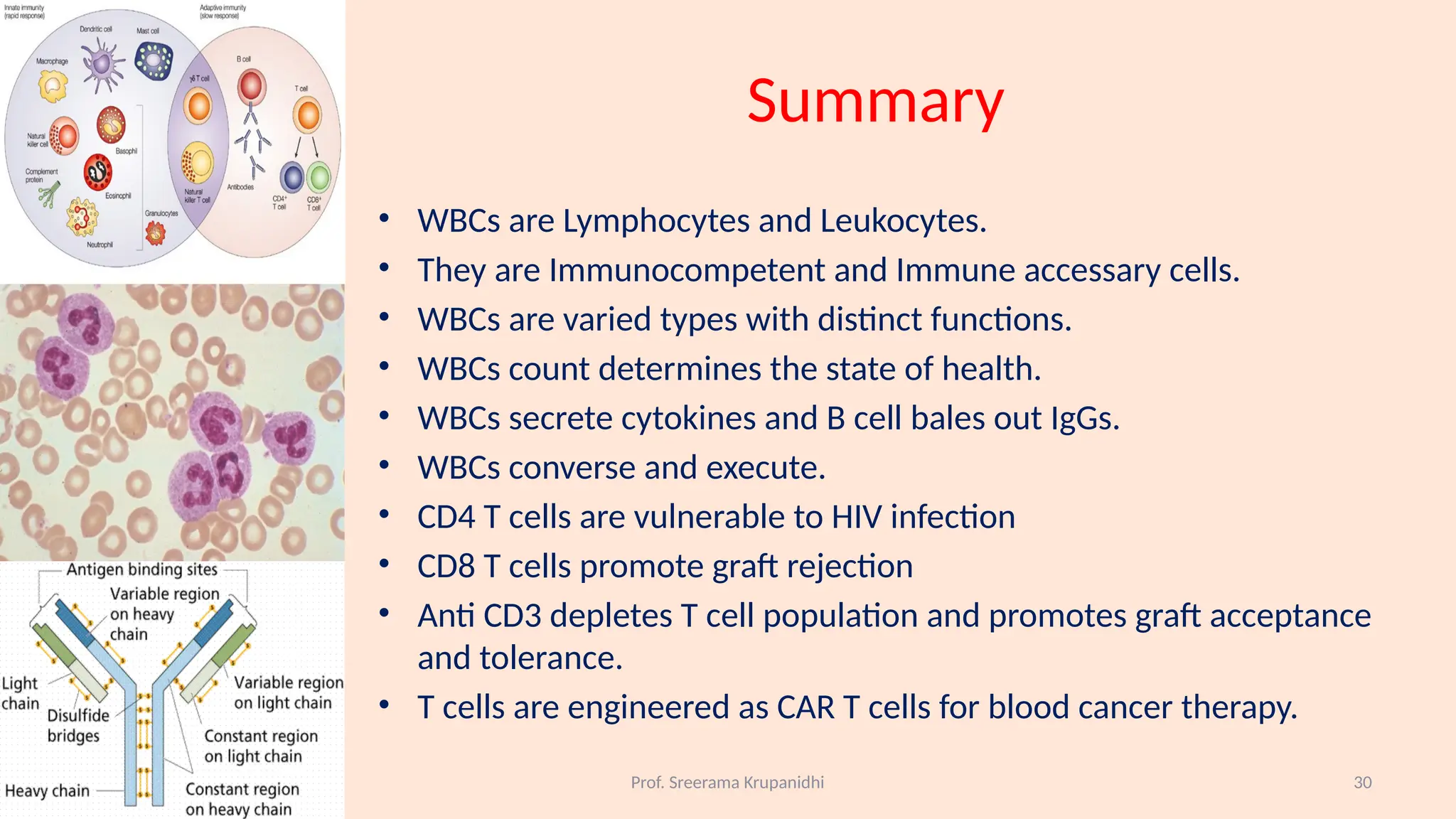 Lecture-5 Classification, attributes and functions of immune cells | PPT