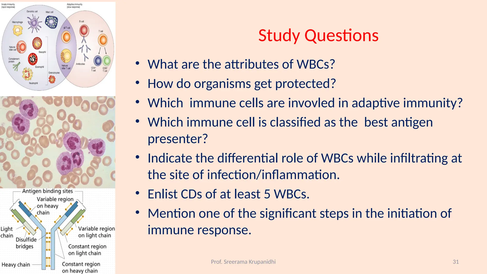 Lecture-5 Classification, attributes and functions of immune cells | PPT