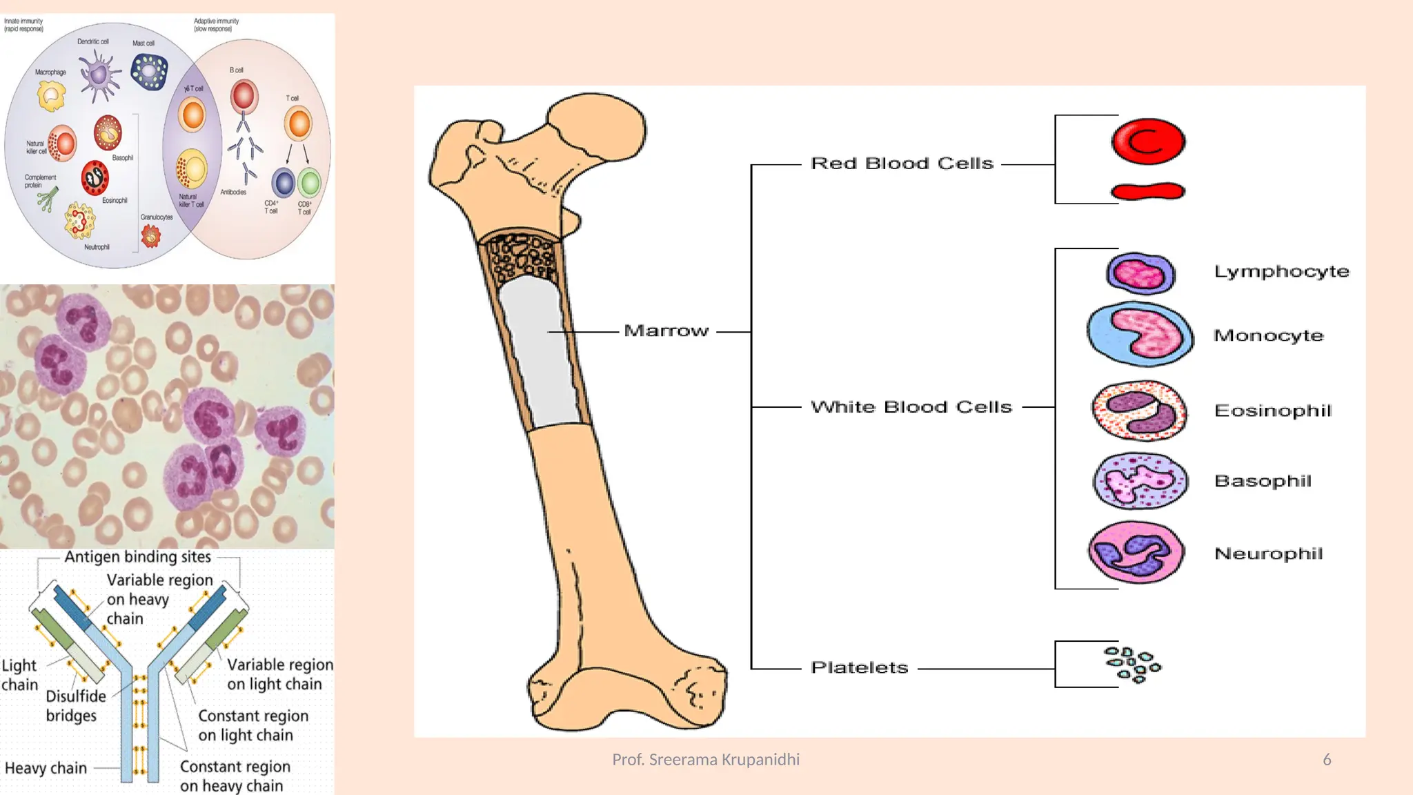 Lecture 5 Classification Attributes And Functions Of Immune Cells Ppt