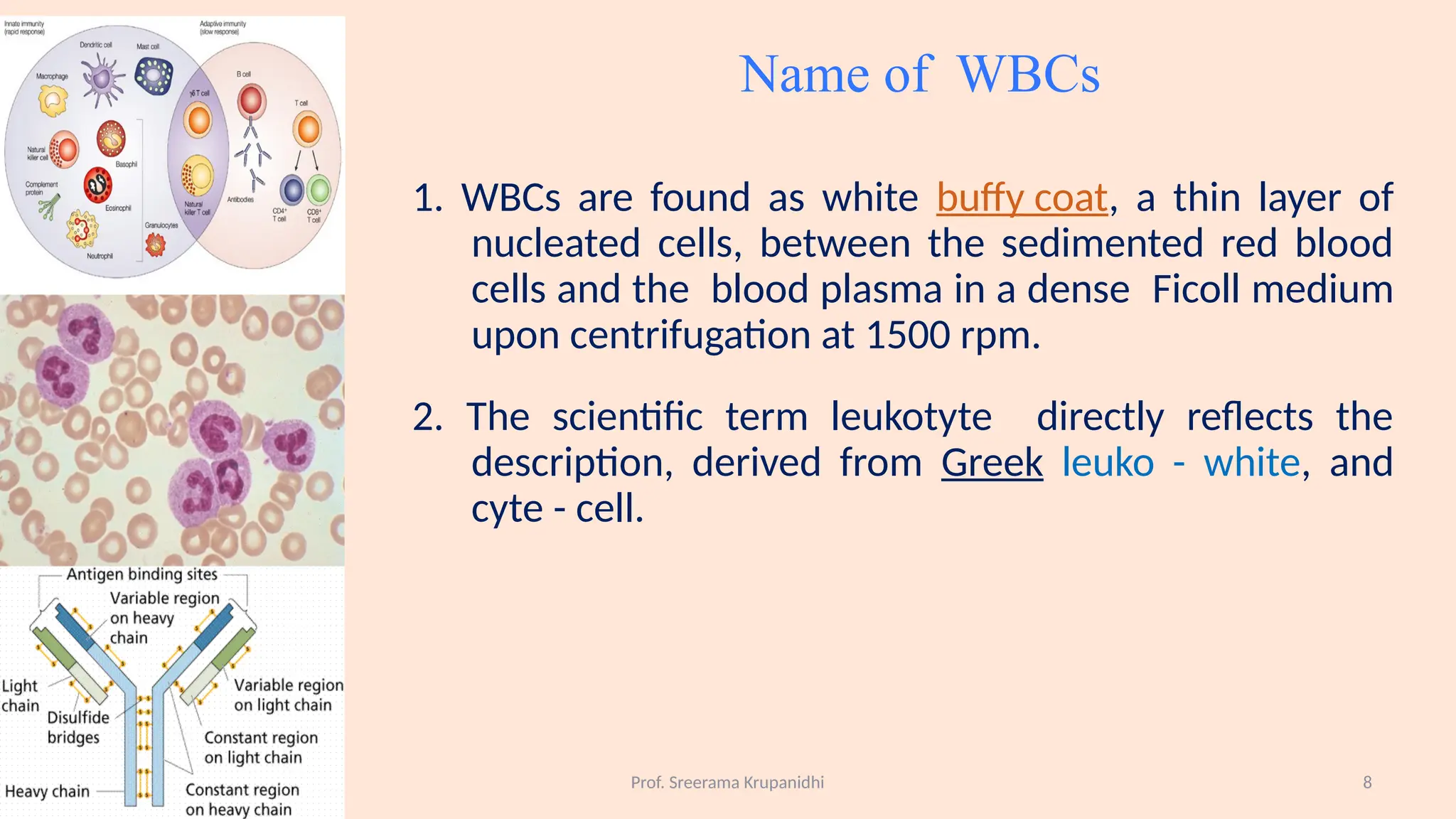 Lecture-5 Classification, attributes and functions of immune cells | PPT