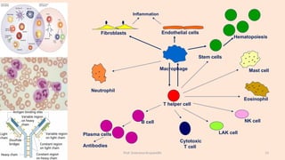 Lecture-5 Classification, attributes and functions of immune cells | PPT